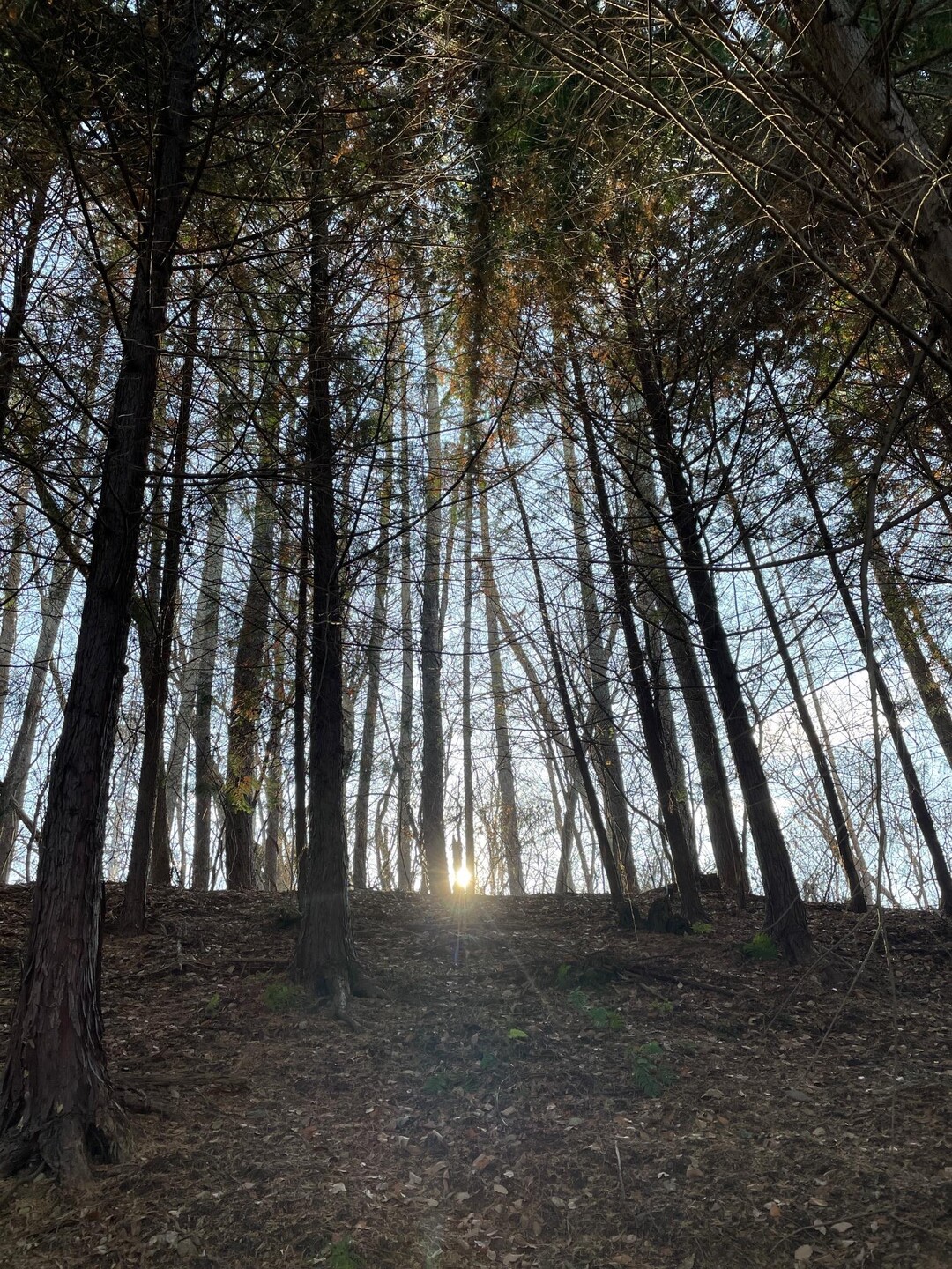 登り納め押野山🌄 / sayoさんの大峰高原・鷹狩山の活動データ | YAMAP / ヤマップ