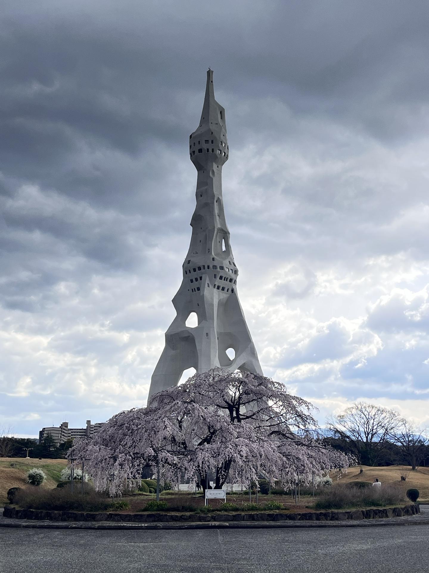PLの枝垂れ桜も満開です🌸 圧巻です ... / かれーちゃんさんのモーメント | YAMAP / ヤマップ