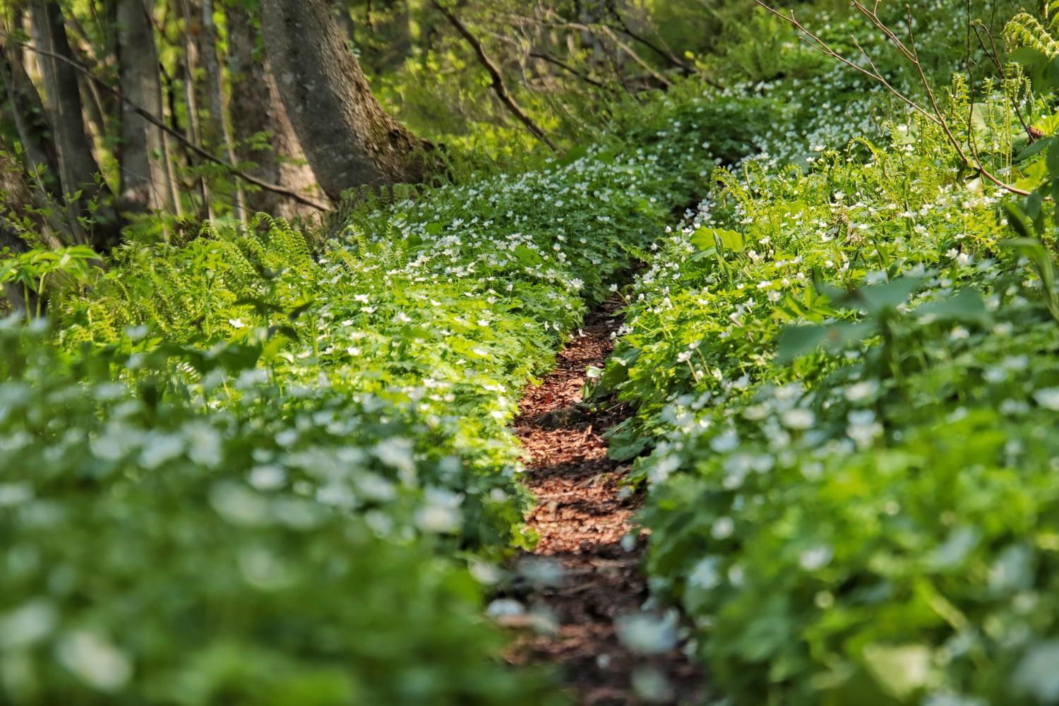 ニリンソウ見に仙人山-2025-05-08 / G-Mikiさんの羽山・羽黒山・月山の活動日記 | YAMAP / ヤマップ