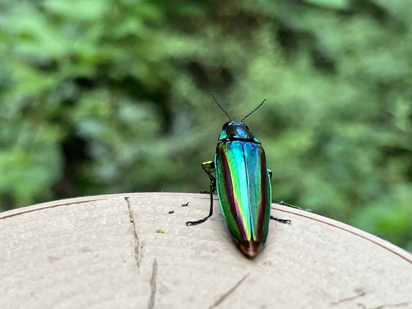 箕面の滝 / yukie🌿さんのウォーキングの活動データ | YAMAP / ヤマップ
