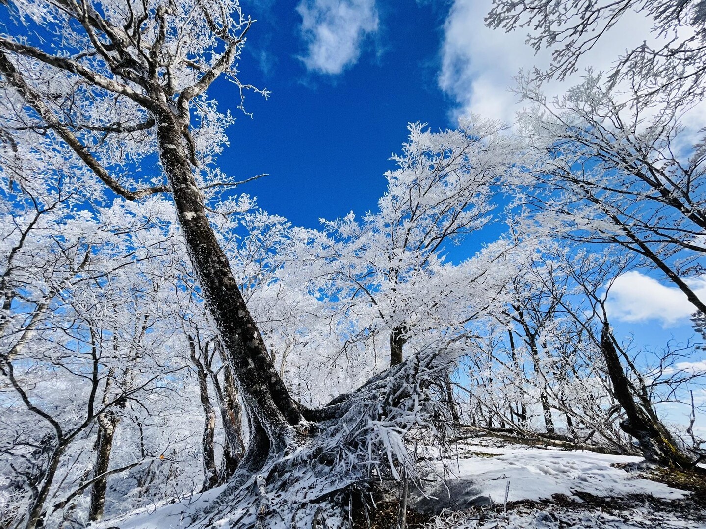 霧氷求めて明神の回😊 / jojoさんの桧塚奥峰・明神岳・薊岳の活動データ | YAMAP / ヤマップ