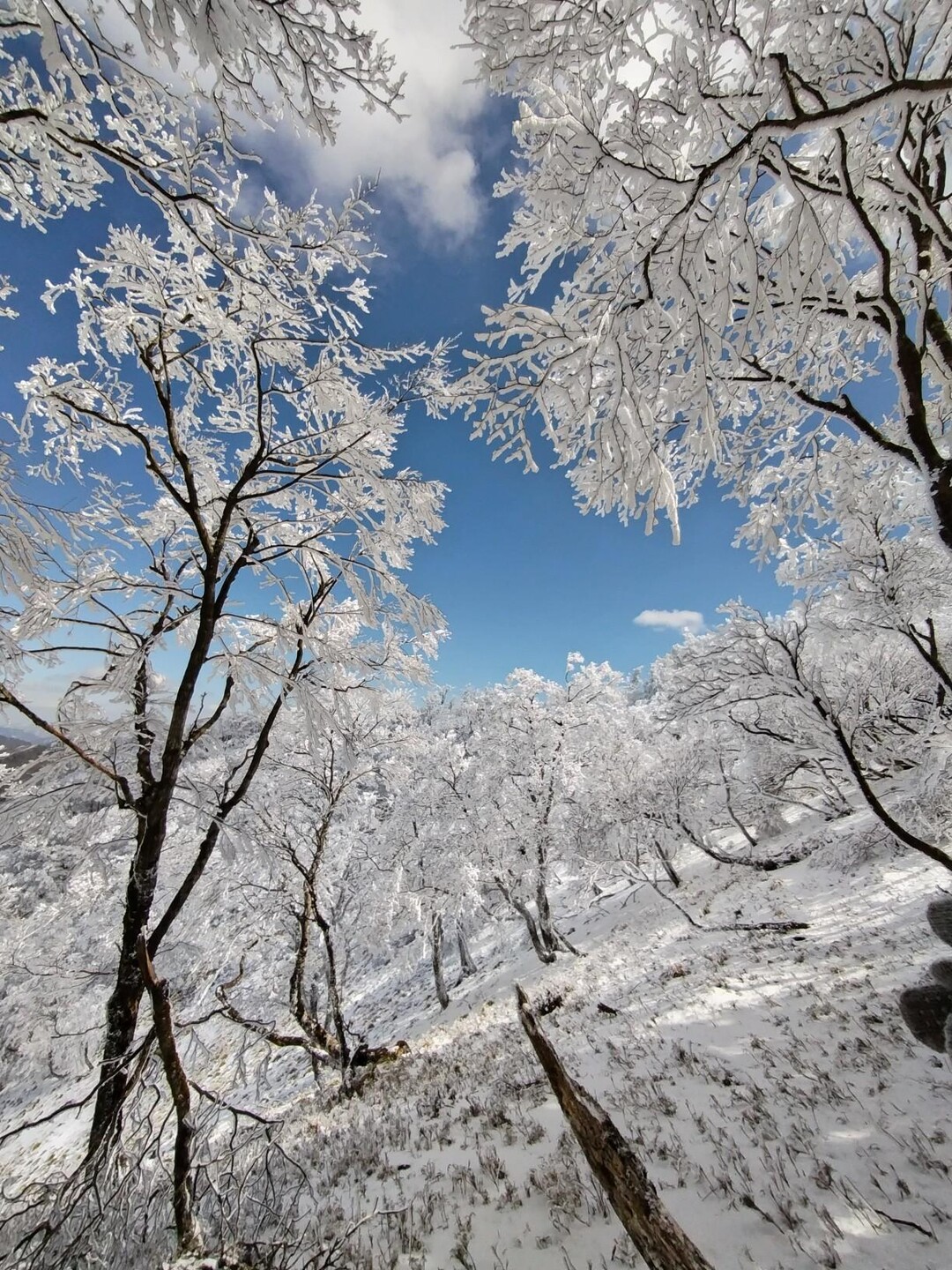 綿向山 / Hiroyoさんの綿向山の活動データ | YAMAP / ヤマップ