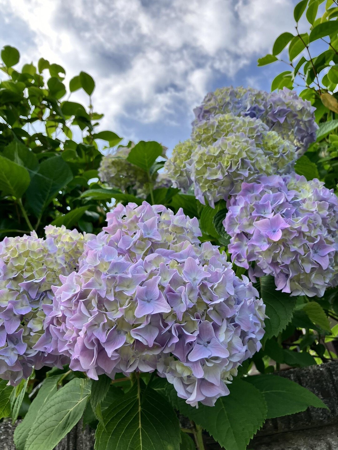 Mine秋吉台ジオパークウルトラマラソン試走！30km地点まで！ / 直さんのランニングの活動データ | YAMAP / ヤマップ