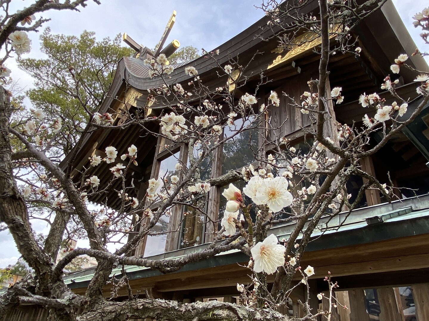 選挙ウォーキング🥾 投票に行くついで... / rebiさんのモーメント | YAMAP / ヤマップ