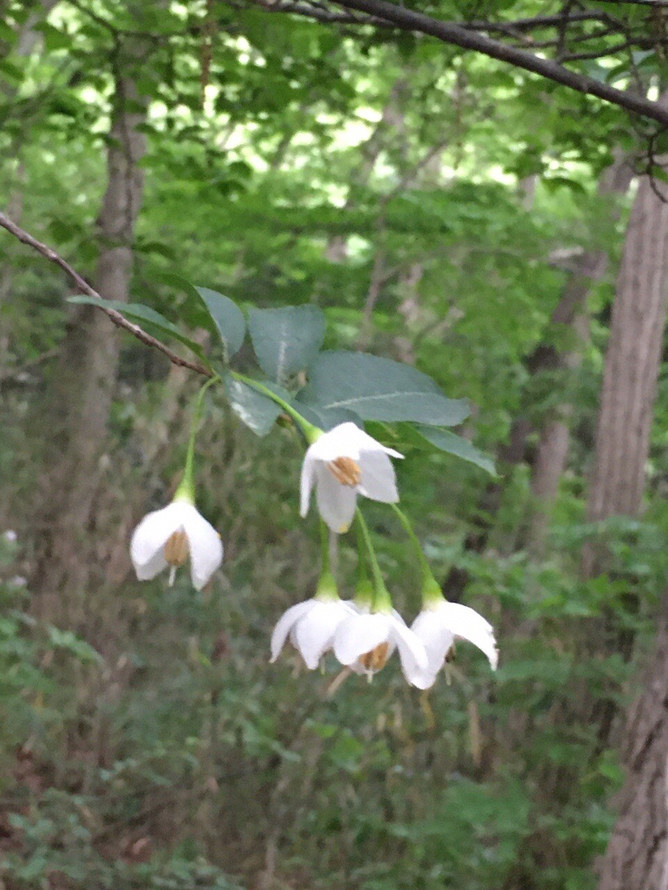 古賀志山・斑根石山・540P / PCXさんの古賀志山・赤岩山・鞍掛山・男抱山・半蔵山の活動データ | YAMAP / ヤマップ