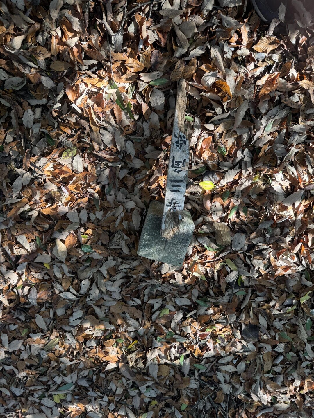 山口市① 根啼山 / koma_xさんの大平山・矢筈岳の活動データ | YAMAP / ヤマップ