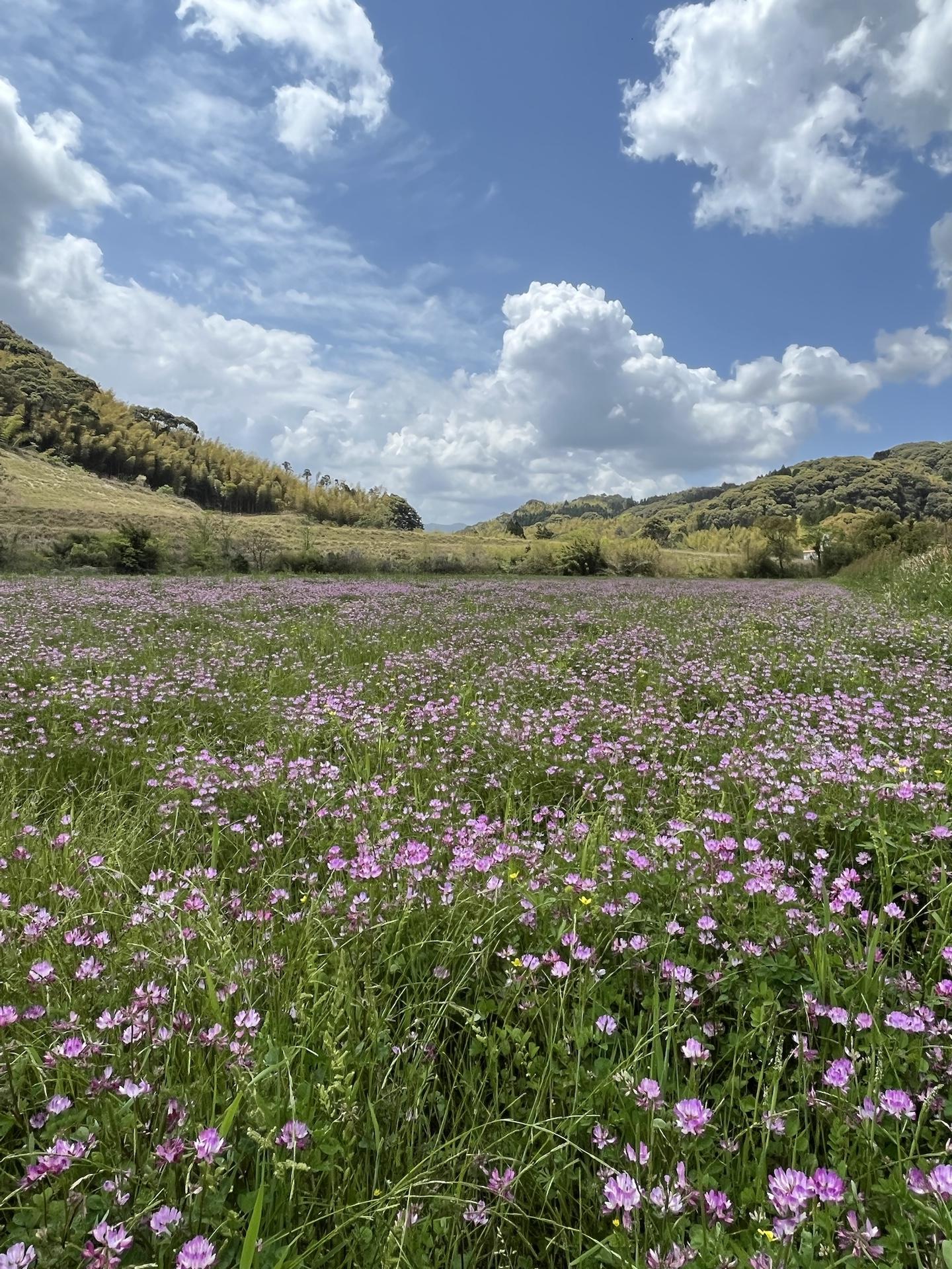 鹿児島県薩摩川内市の蓮華🪷畑 これだ... / masakingさんのモーメント | YAMAP / ヤマップ