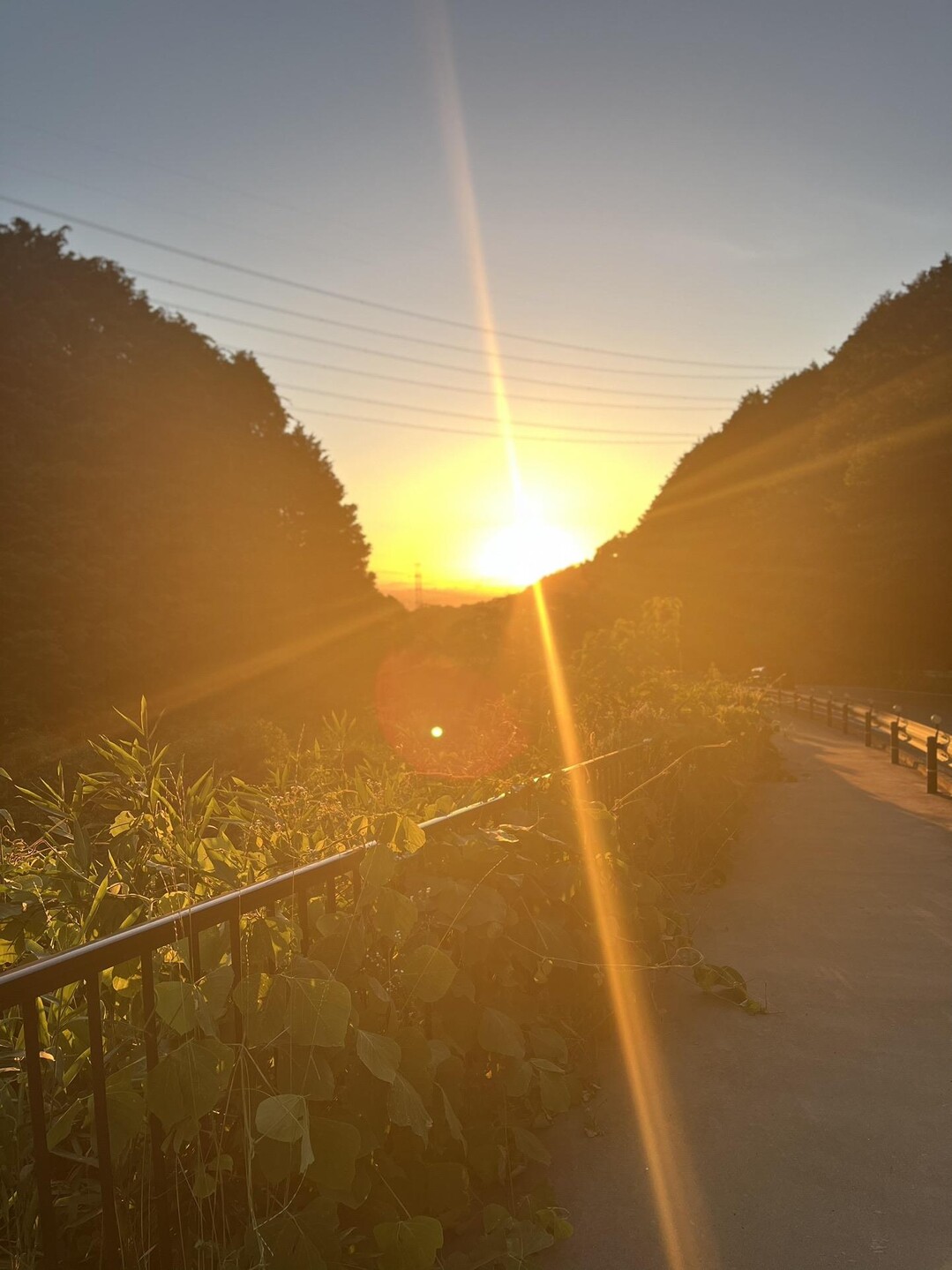 竹内峠から岩橋山 / akkoさんの金剛山・二上山・大和葛城山の活動データ | YAMAP / ヤマップ