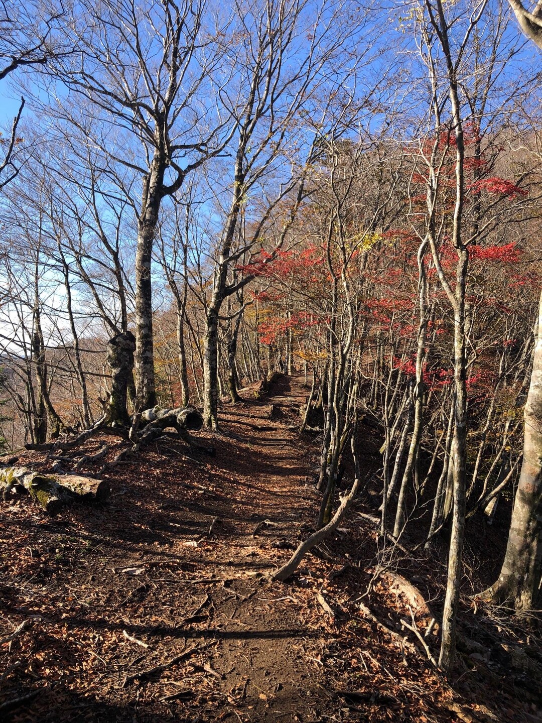 西丹沢vc〜畦ヶ丸･屏風岩山･二本杉峠･細川橋 / 秦野のじじいさんの大室山・畦ヶ丸山・菰釣山の活動データ | YAMAP / ヤマップ