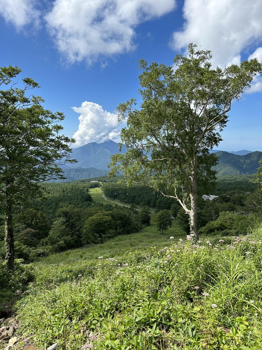 西吾妻山を目指していたけど、暑いし、急登... / さっとさっとさんのモーメント | YAMAP / ヤマップ