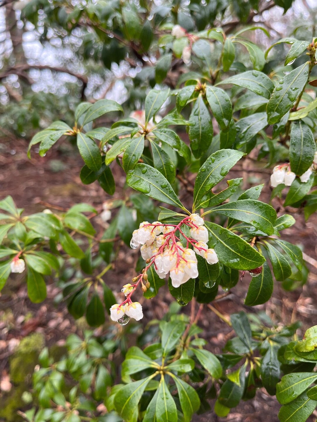 竜ヶ岳 / moko_sさんの竜ヶ岳の活動データ | YAMAP / ヤマップ