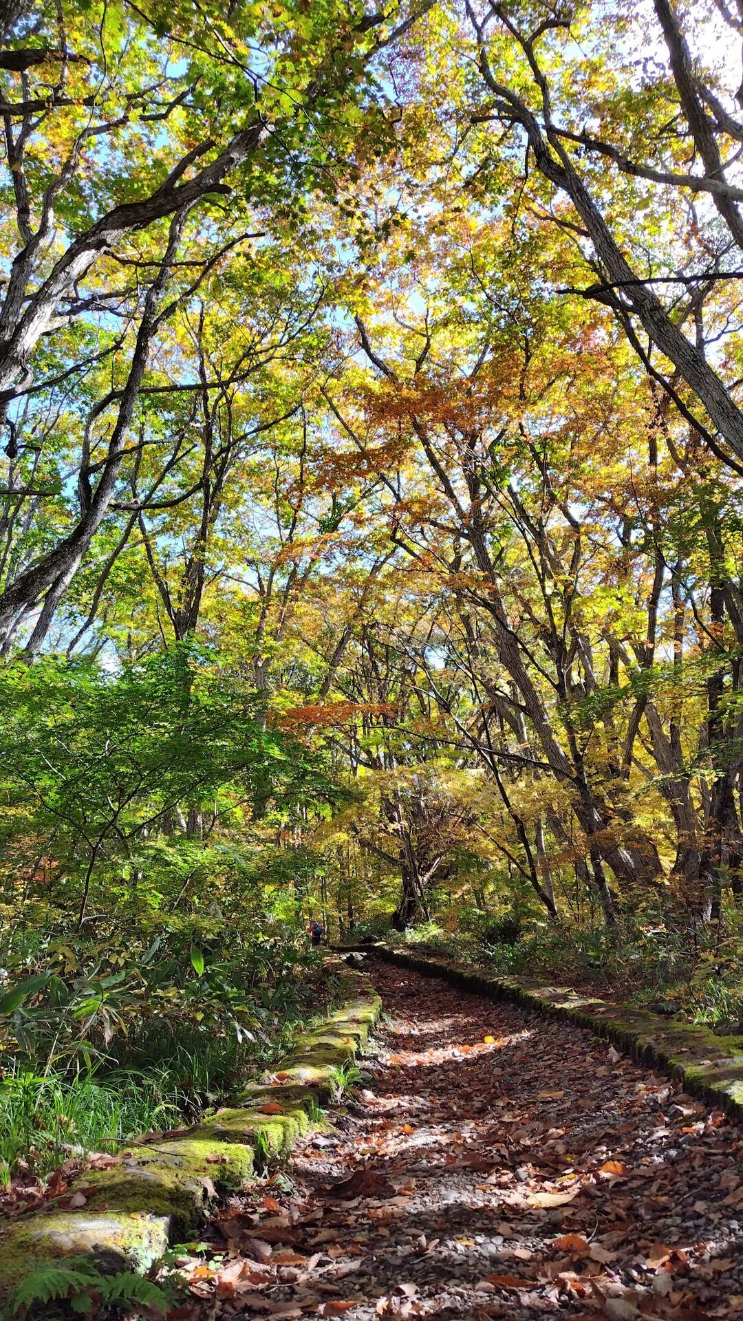 今日は裏磐梯を散策 6時からのNスタでも... / それいけどんどんさんのモーメント | YAMAP / ヤマップ