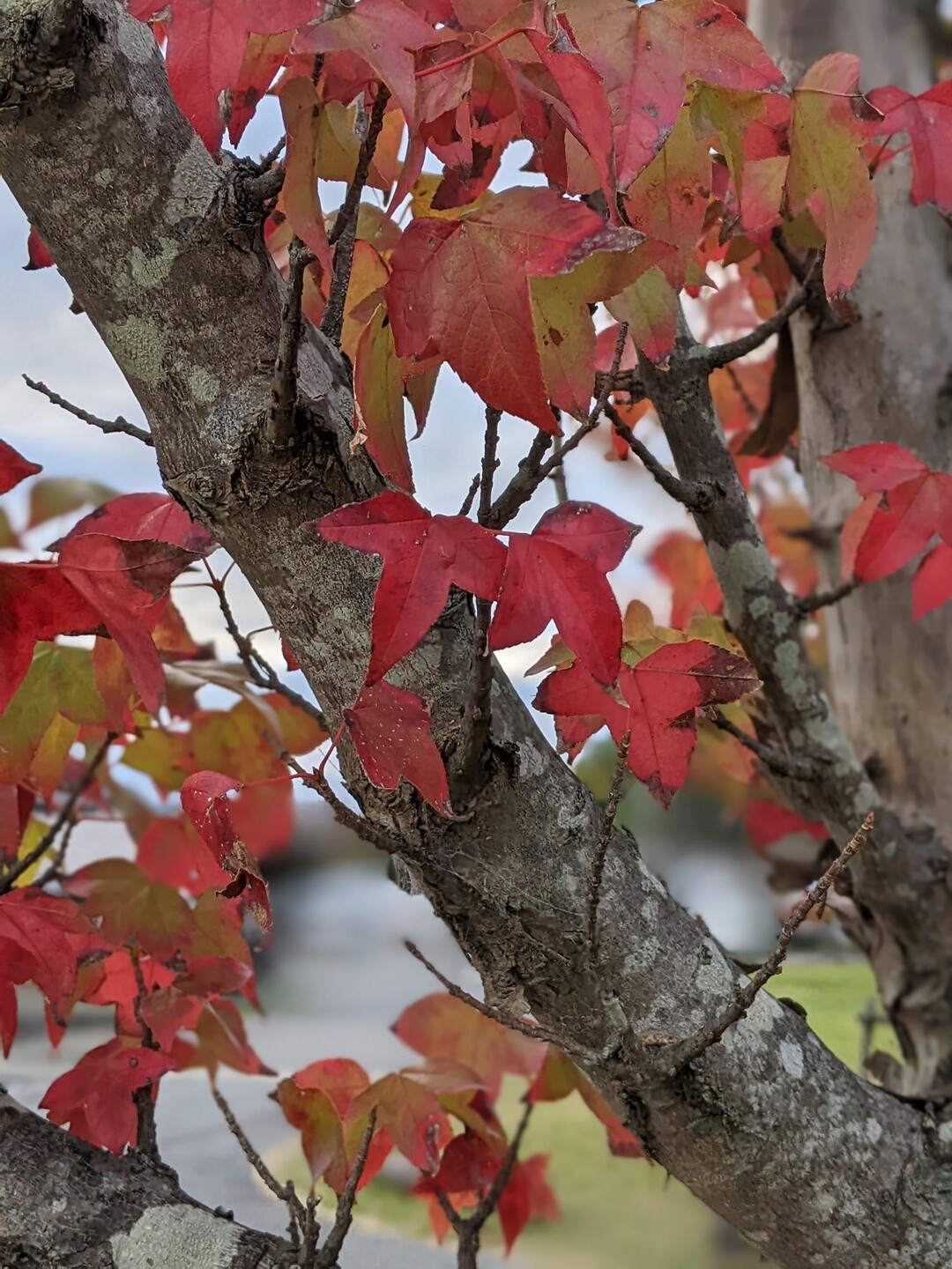 長命寺〜空奏テラス6 / kaoさんのウォーキングの活動データ | YAMAP / ヤマップ