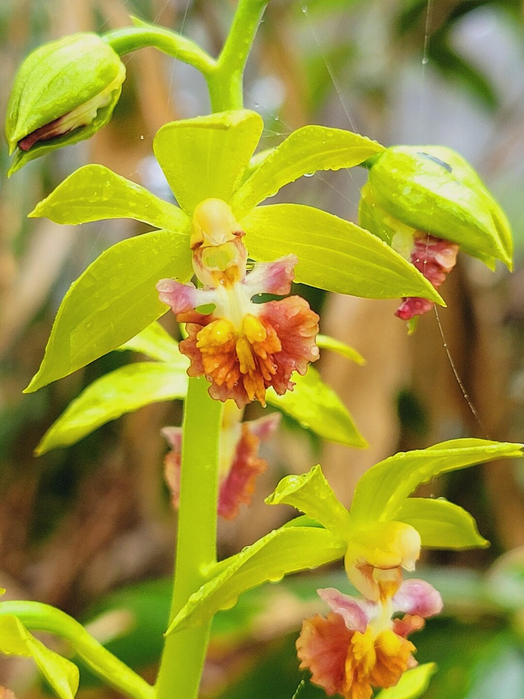 市間山・立岩山 雨に艶やかお花息づく / shigeyoさんの市間山・立岩山の活動データ | YAMAP / ヤマップ