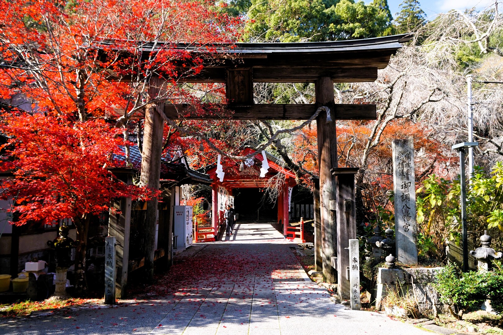 龍王山（665m）．．．広島県100名山 / giant-okadaさんの龍王山・大峰山（高羽山)の活動データ | YAMAP / ヤマップ