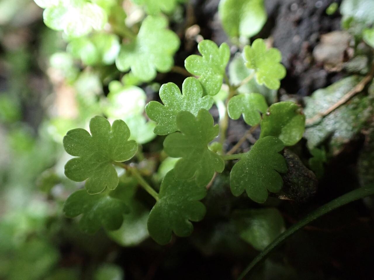 shanneiのページ | YAMAP / ヤマップ