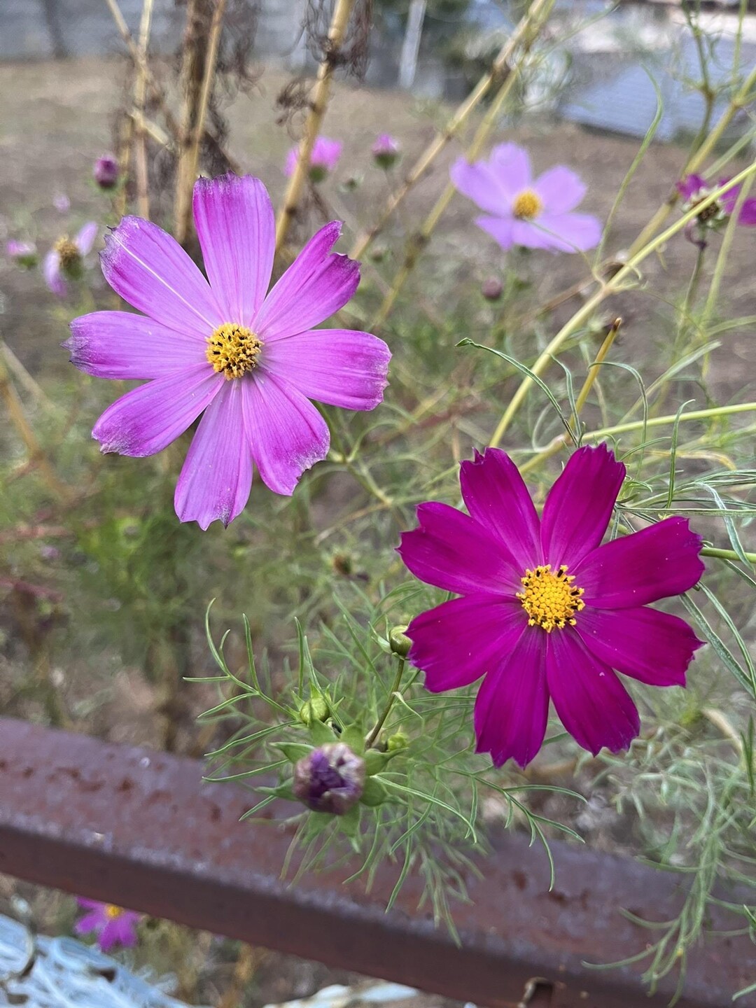 R5.2023.11.1(水) 11月に... / ngs2kyt福犬🦮🦮🦮さんのモーメント | YAMAP / ヤマップ