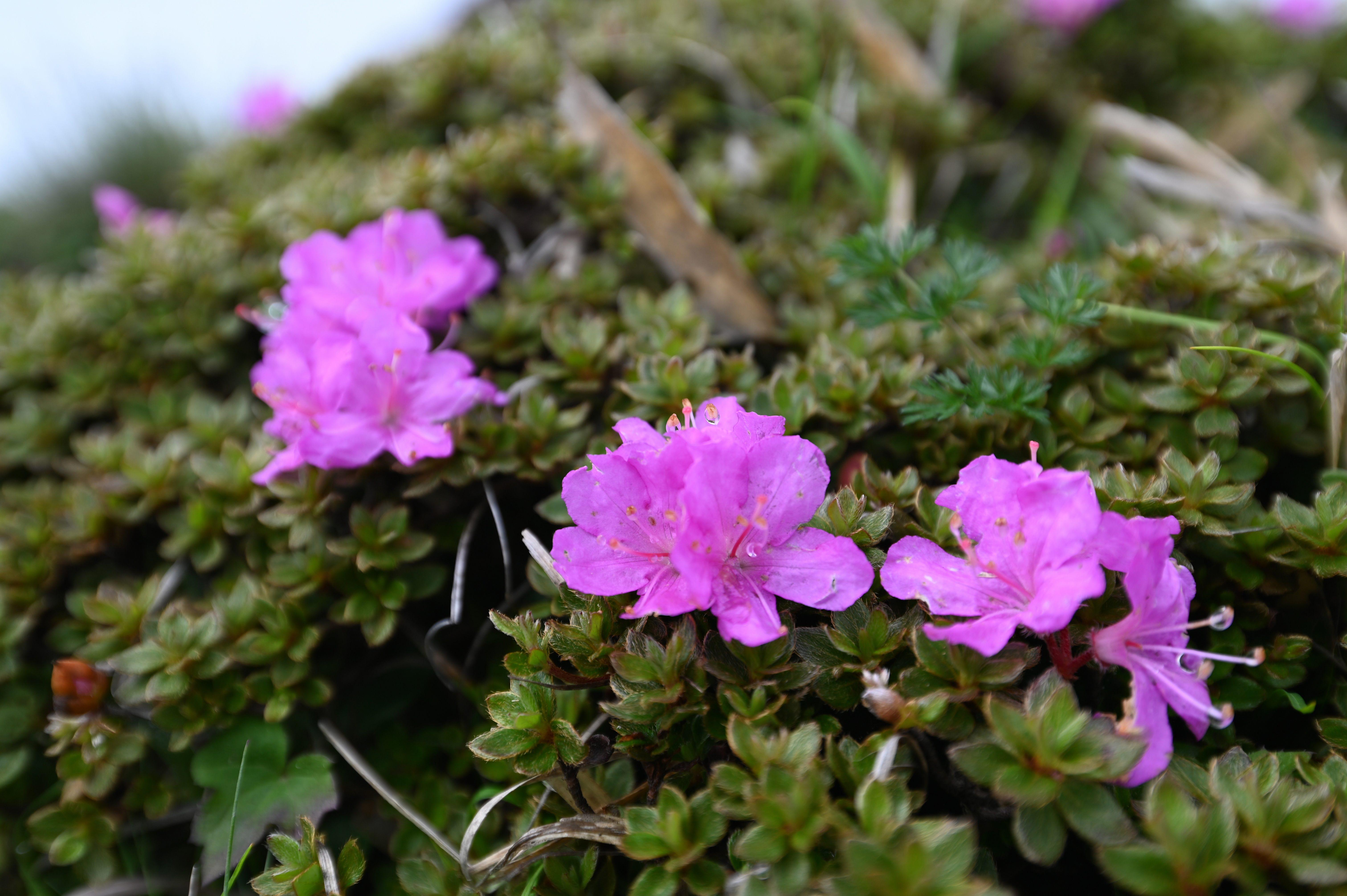 沓掛山・星生山・扇ヶ鼻へMKを求めて / おとっつぁんさんの九重山（久住山）・大船山・星生山の活動データ | YAMAP / ヤマップ