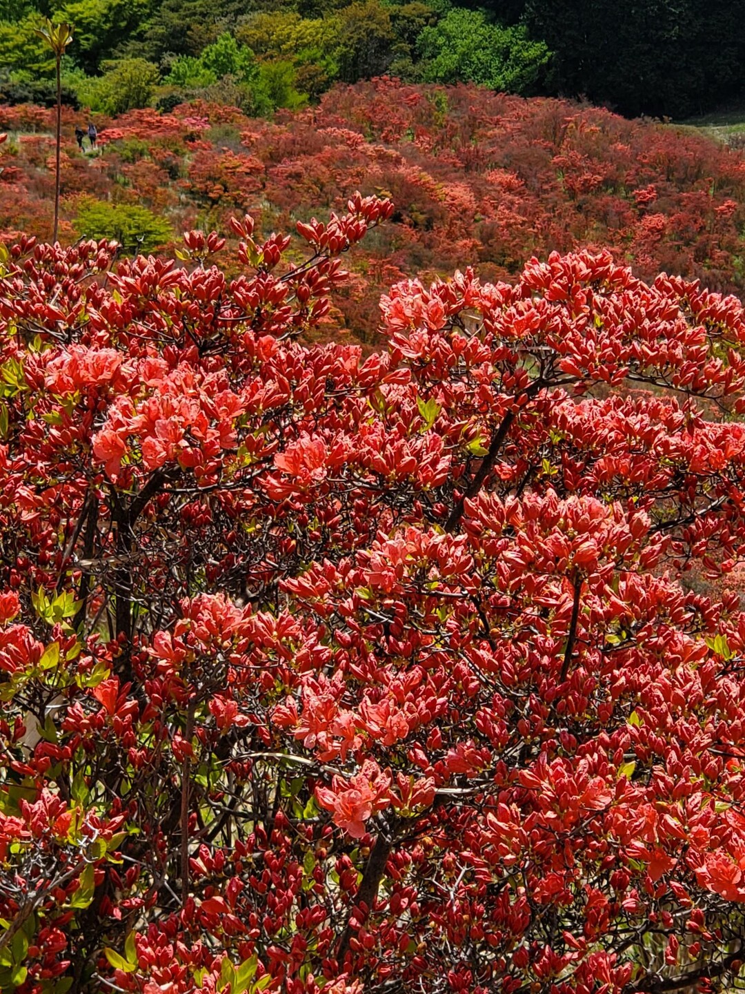 大和葛城山 / GUCCIさんの葛城古道の活動データ | YAMAP / ヤマップ