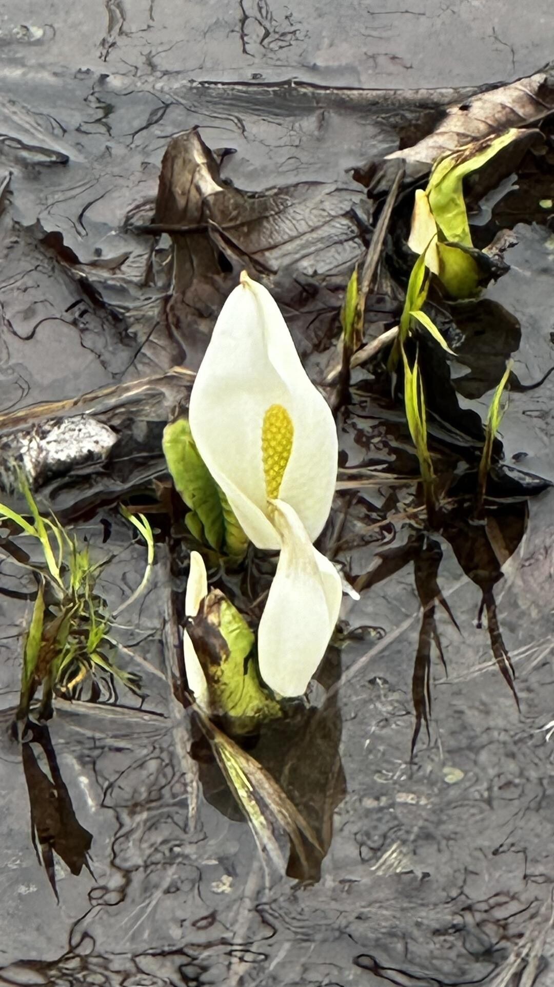 GW限定コース・至仏山 / yujiさんの尾瀬・至仏山・悪沢岳・笠ヶ岳の活動データ | YAMAP / ヤマップ