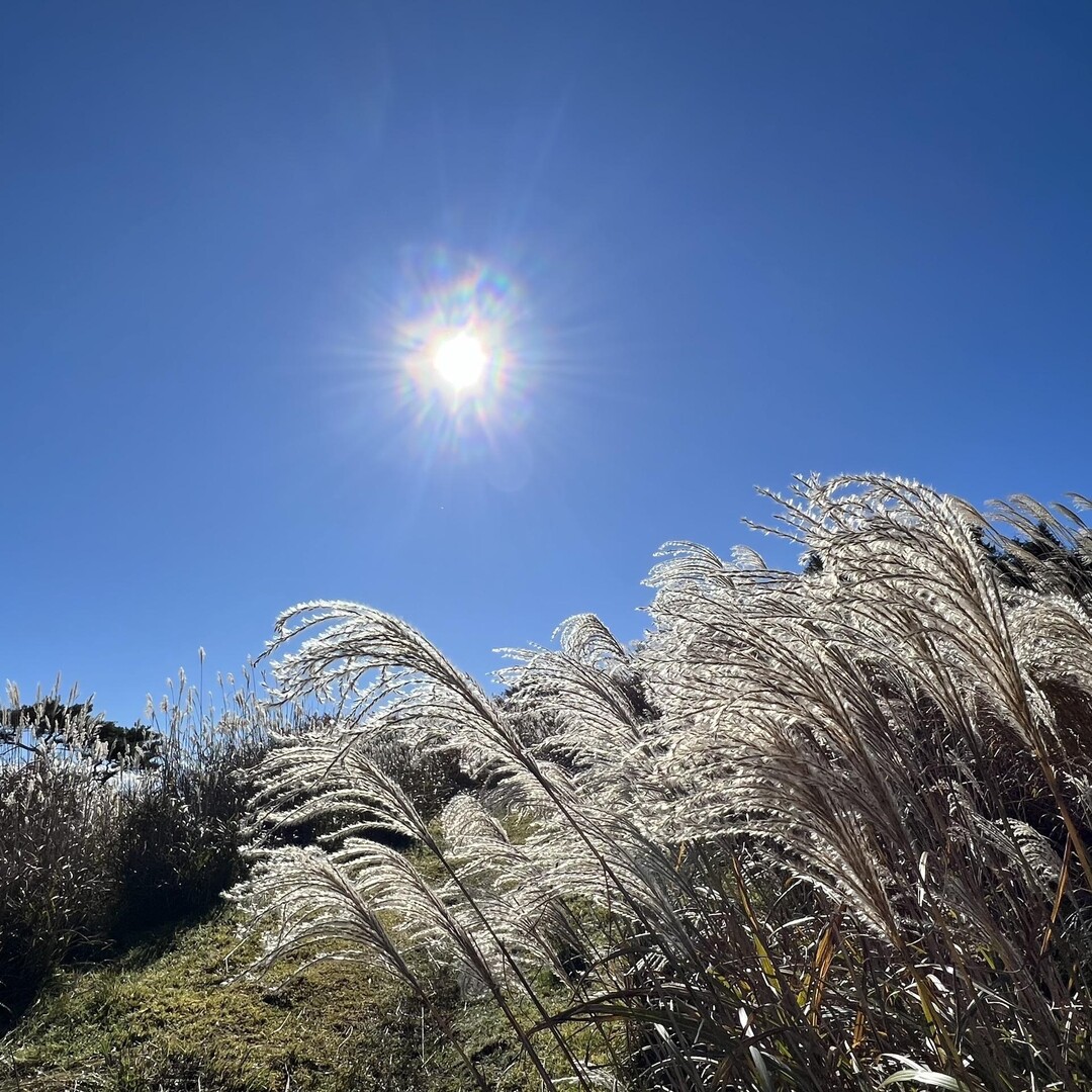 ススキ狩りへ 碁盤石山・井山 / harusan ~さんの天狗棚・1200高地（天狗ノ奥山）・碁盤石山の活動データ | YAMAP / ヤマップ