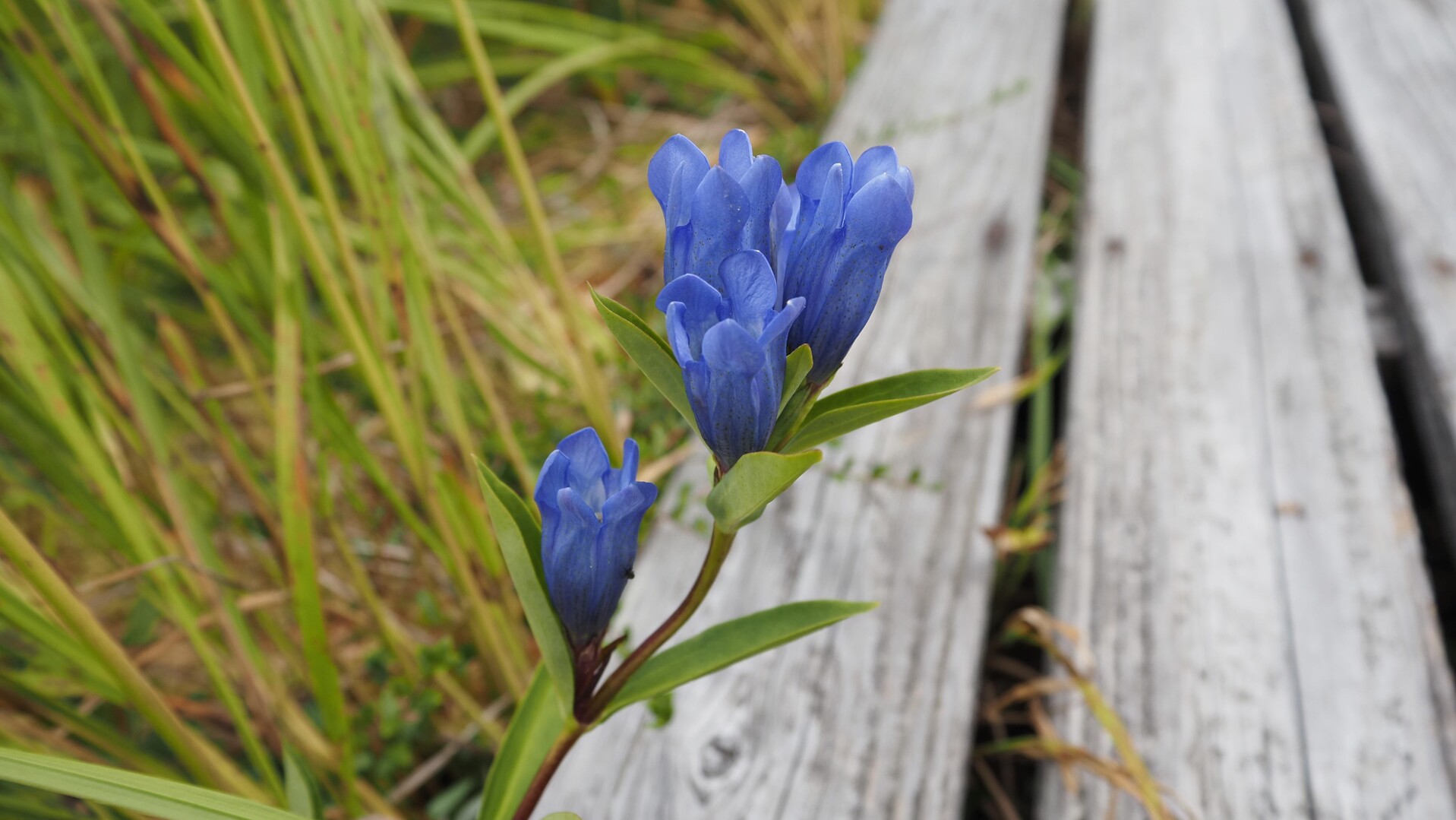 駒止湿原 / wao→わおさんの唐倉山の活動データ | YAMAP / ヤマップ