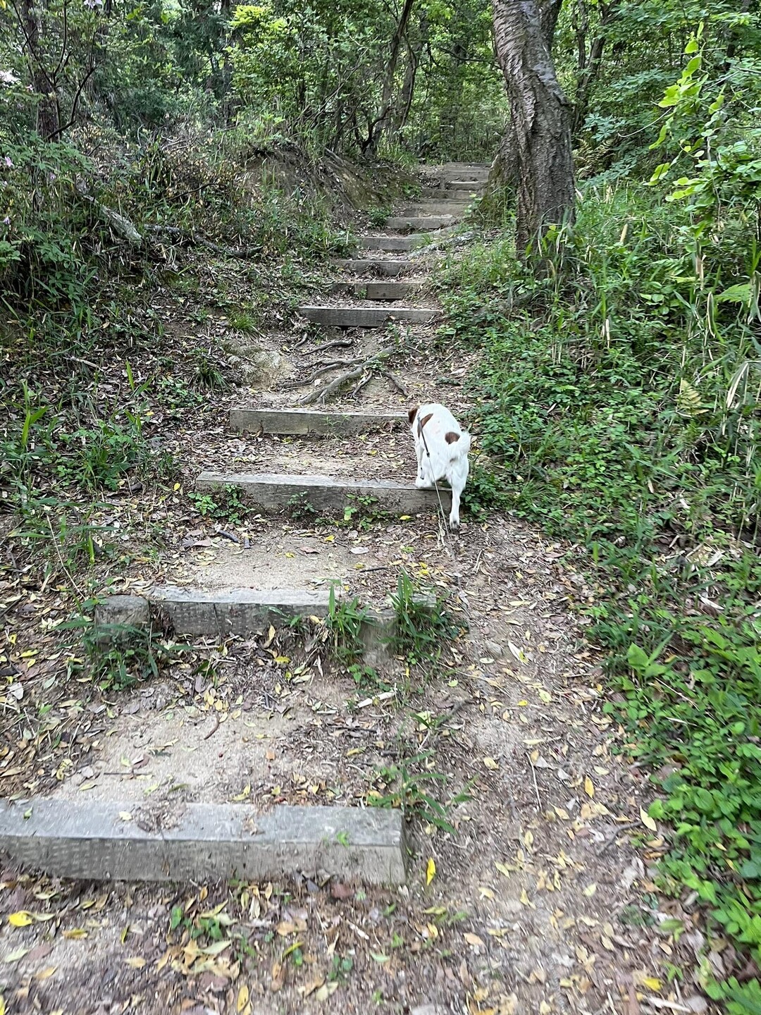 神於山 / green jackさんの槇尾山（槙尾山）・和泉葛城山・神於山の活動データ | YAMAP / ヤマップ