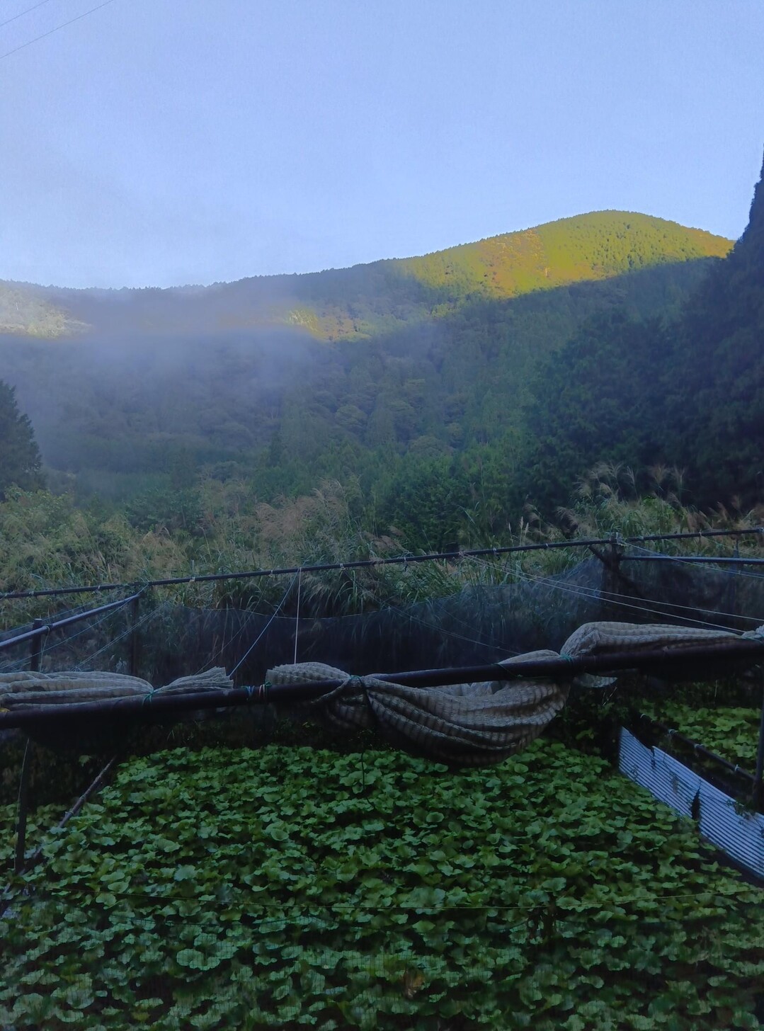 うつろぎ山・青笹山・仏谷山 / sky highさんの青笹山の活動データ | YAMAP / ヤマップ