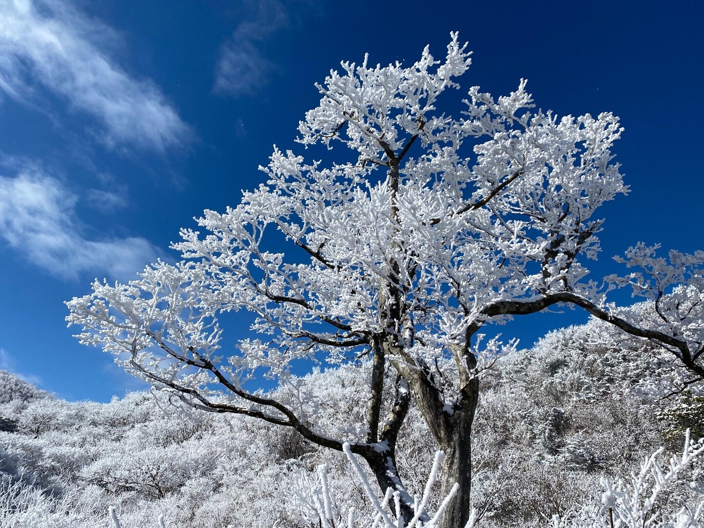 Bravissimo🎉普賢岳 / SADAさんの雲仙岳・普賢岳・絹笠山の活動データ | YAMAP / ヤマップ