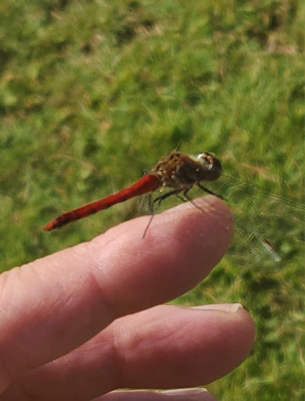 スポルティバ👟 【TX4 EVO MID GTX】デビューの『米山』 / tamuさんの米山の活動データ | YAMAP / ヤマップ