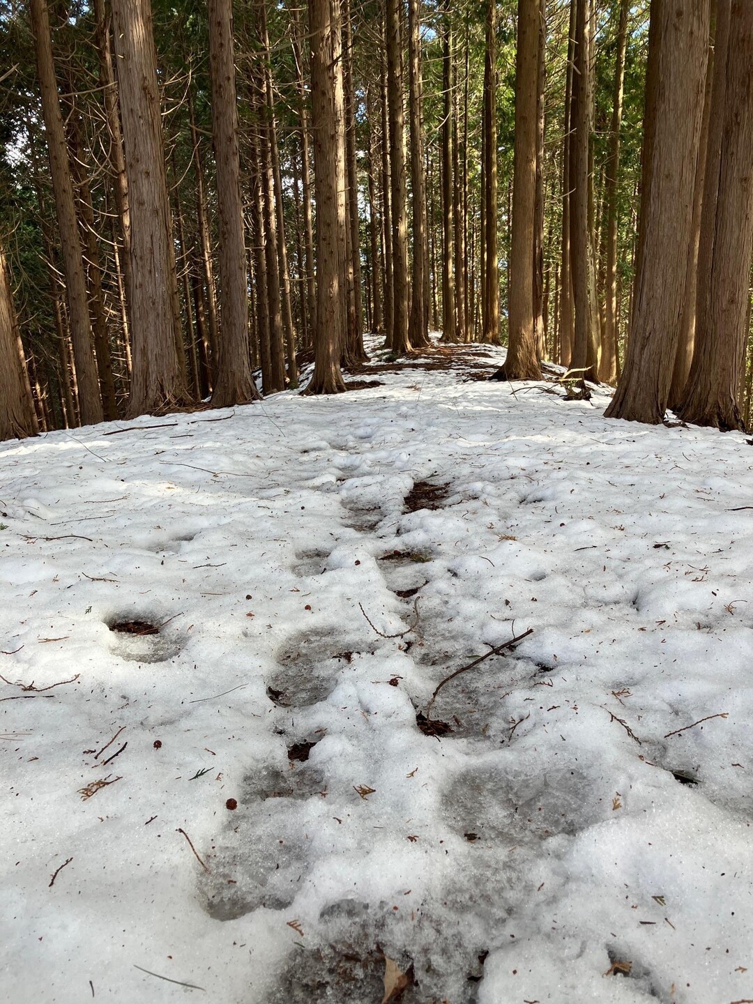 釜ヶ谷山 / Micさんの釜ヶ谷山の活動データ | YAMAP / ヤマップ