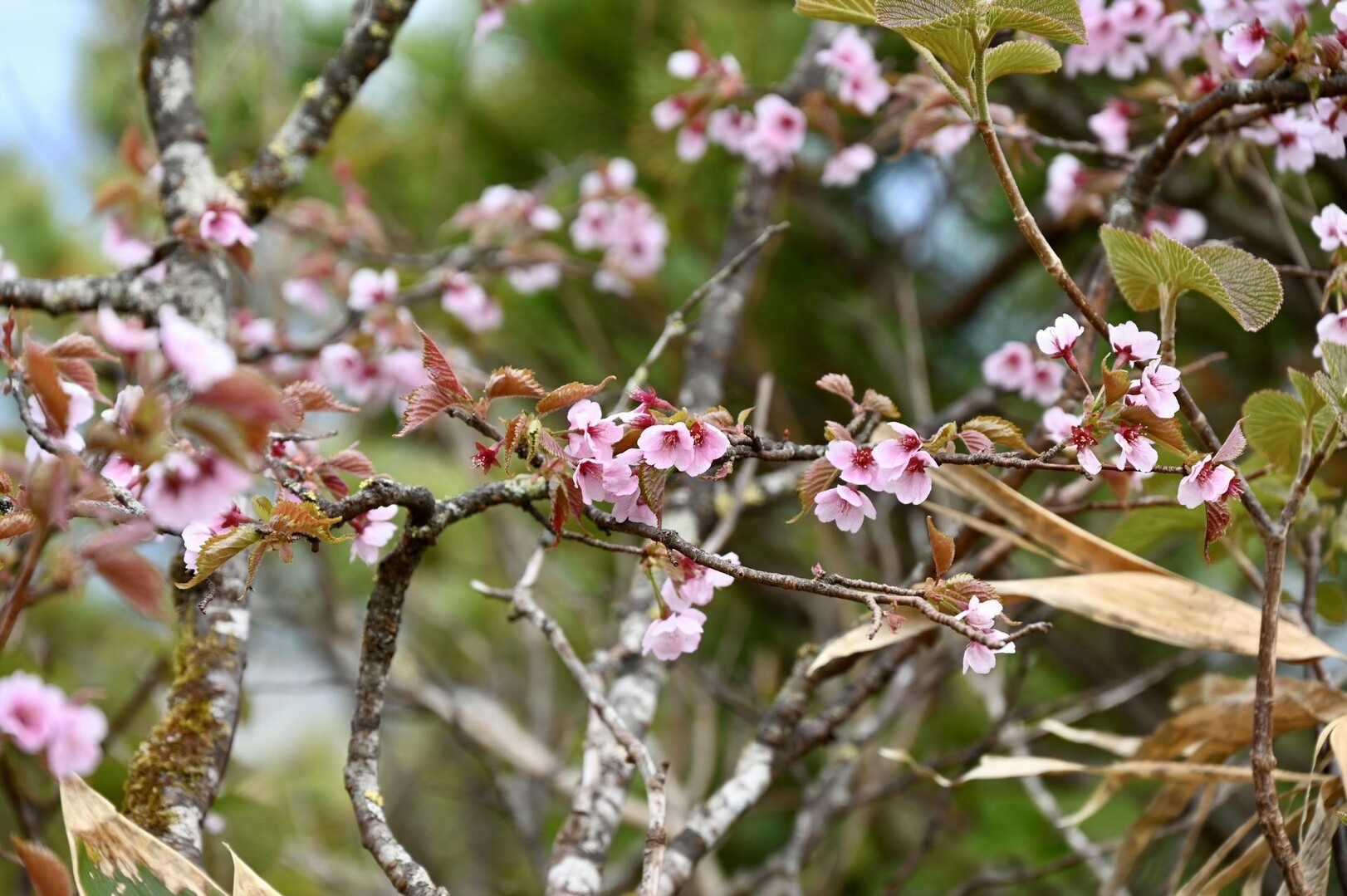 藻琴山 / yakkoさんの藻琴山の活動データ | YAMAP / ヤマップ