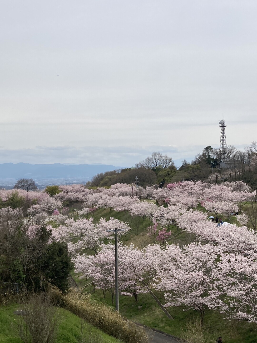 "🌸桜ハイキング🌸" 三郷〜三室山〜恩智道 / annpapaさんの生駒山・神津嶽・大原山の活動データ | YAMAP / ヤマップ