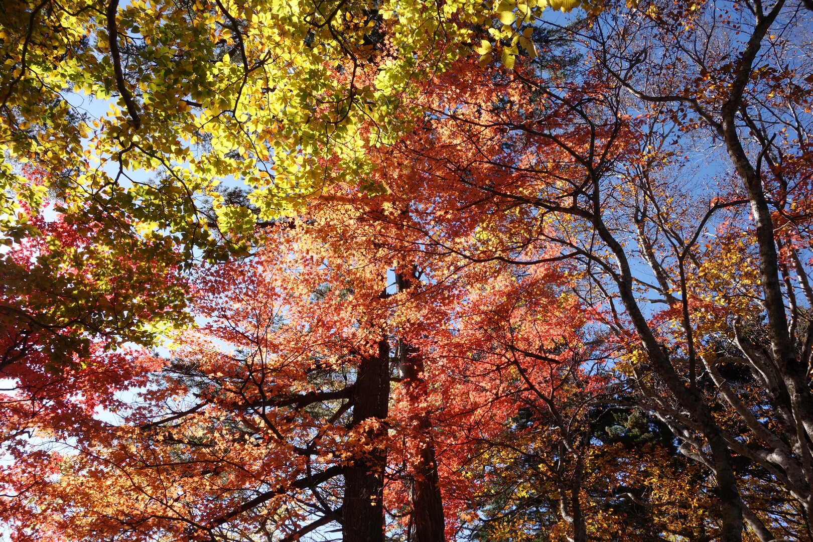 紅葉🍁ハイク③ ほぼ全部…🤯😅💦大博多山 / YOさんの大博多山・尾白山の活動データ | YAMAP / ヤマップ
