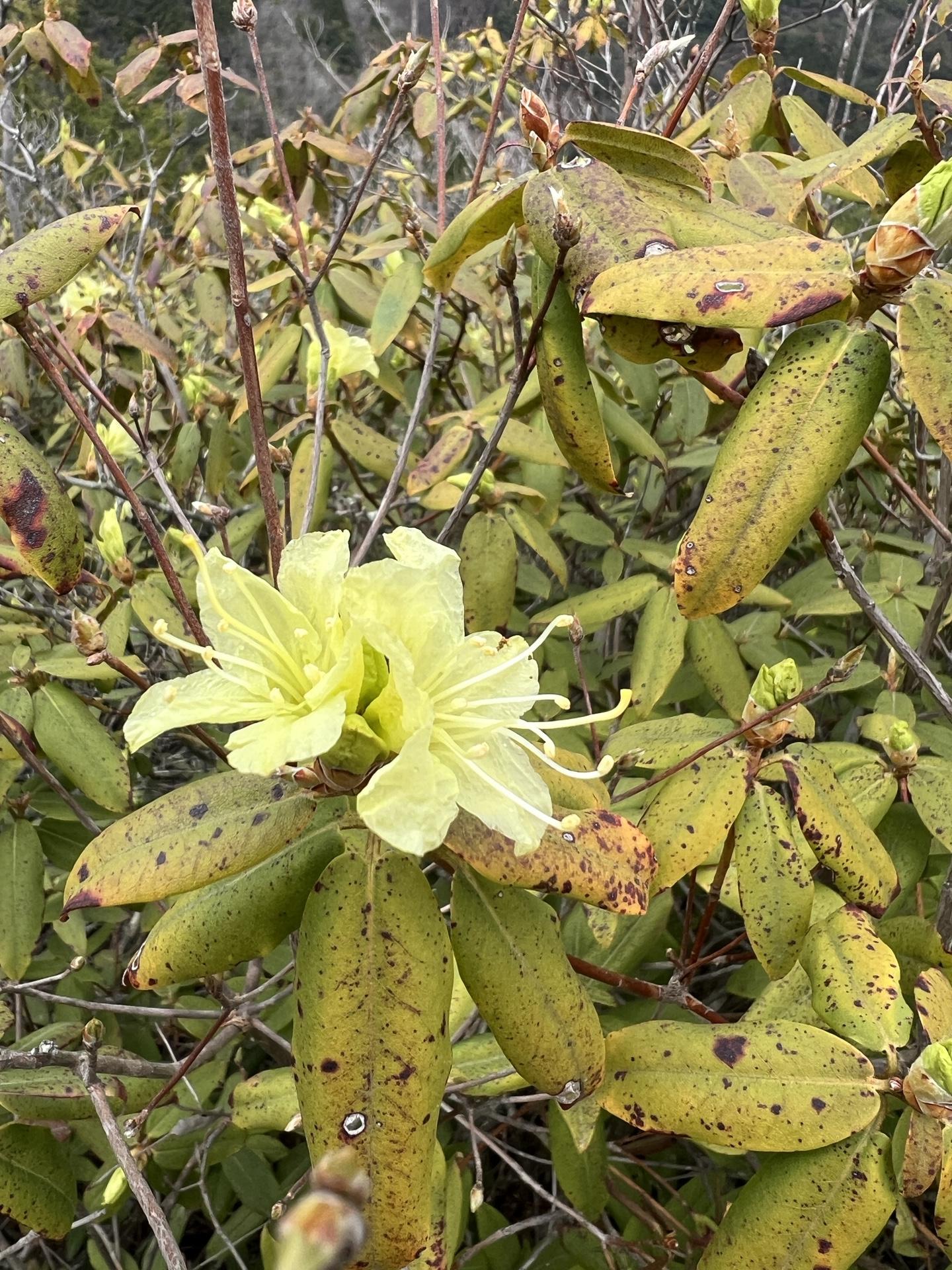三尾山 / KYOさんの三尾山・黒頭峰・鋸山の活動データ | YAMAP / ヤマップ