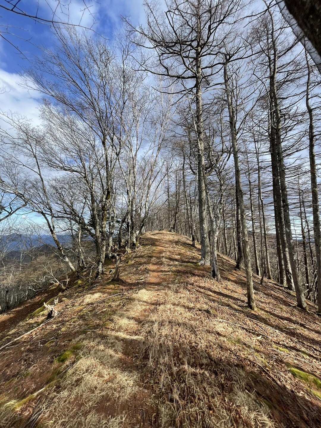 奥多摩最深部･東日原BS〜酉谷山(天目山)タワ尾根ピストン / akioさんの雲取山・鷹ノ巣山・七ツ石山の活動データ | YAMAP / ヤマップ