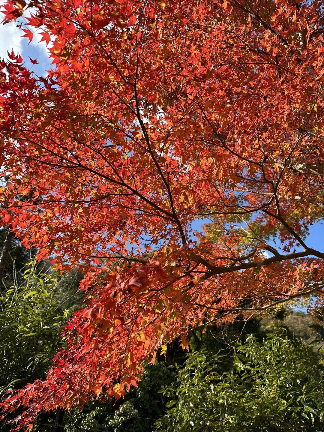 大岩岳 / bouchanさんの大岩岳の活動データ | YAMAP / ヤマップ
