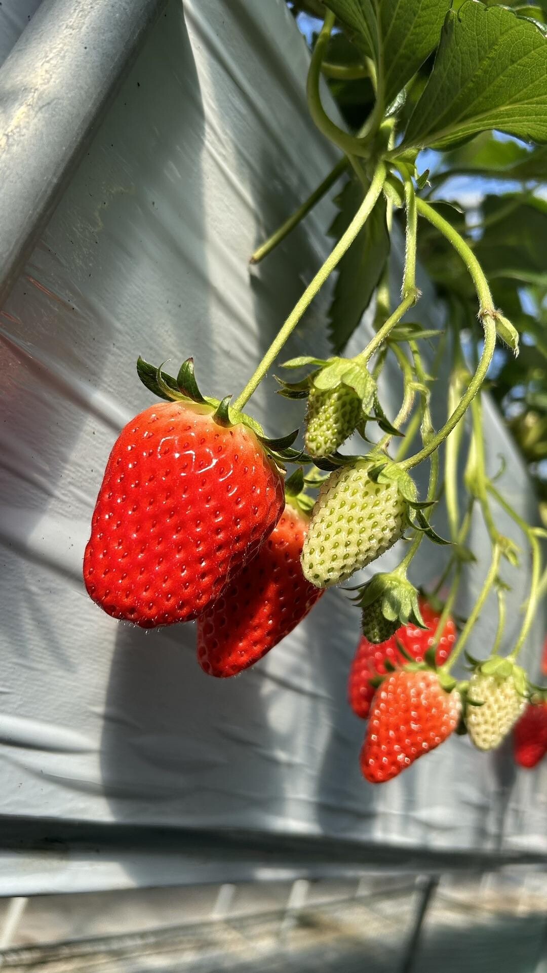 いちご狩り行って来ました〜🍓 めちゃく... / hiroさんのモーメント | YAMAP / ヤマップ