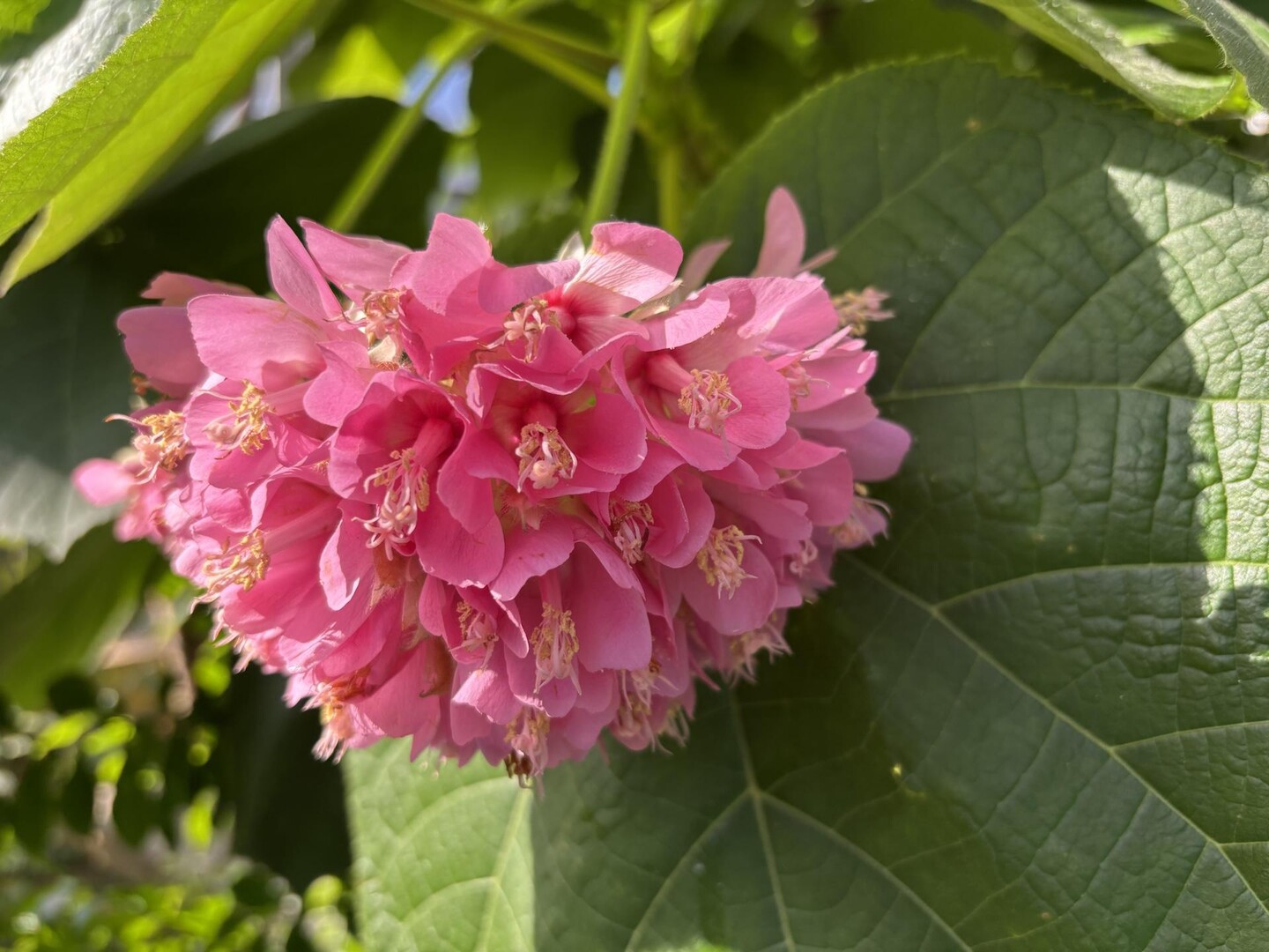 孫に「ばあちゃん、みかんの山（三毳山のこ... / yokkoさんのモーメント | YAMAP / ヤマップ