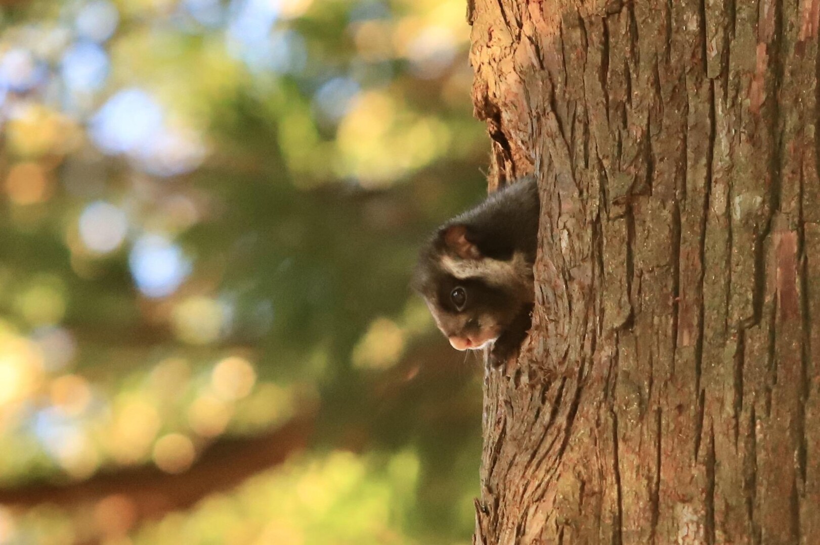 🐹カロ活😍鹿狼山・五社壇2024.11.30 / shivaさんの鹿狼山の活動データ | YAMAP / ヤマップ