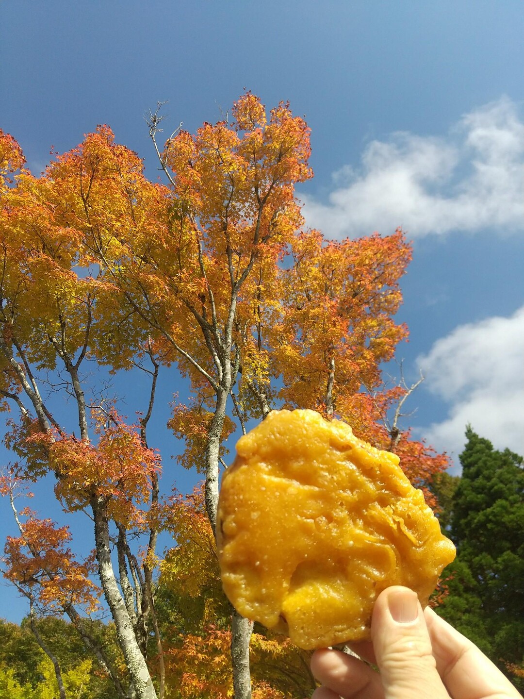 雁俣山 / かけちゃんさんの白髪岳・猪ノ子伏・陀来水岳の活動データ | YAMAP / ヤマップ
