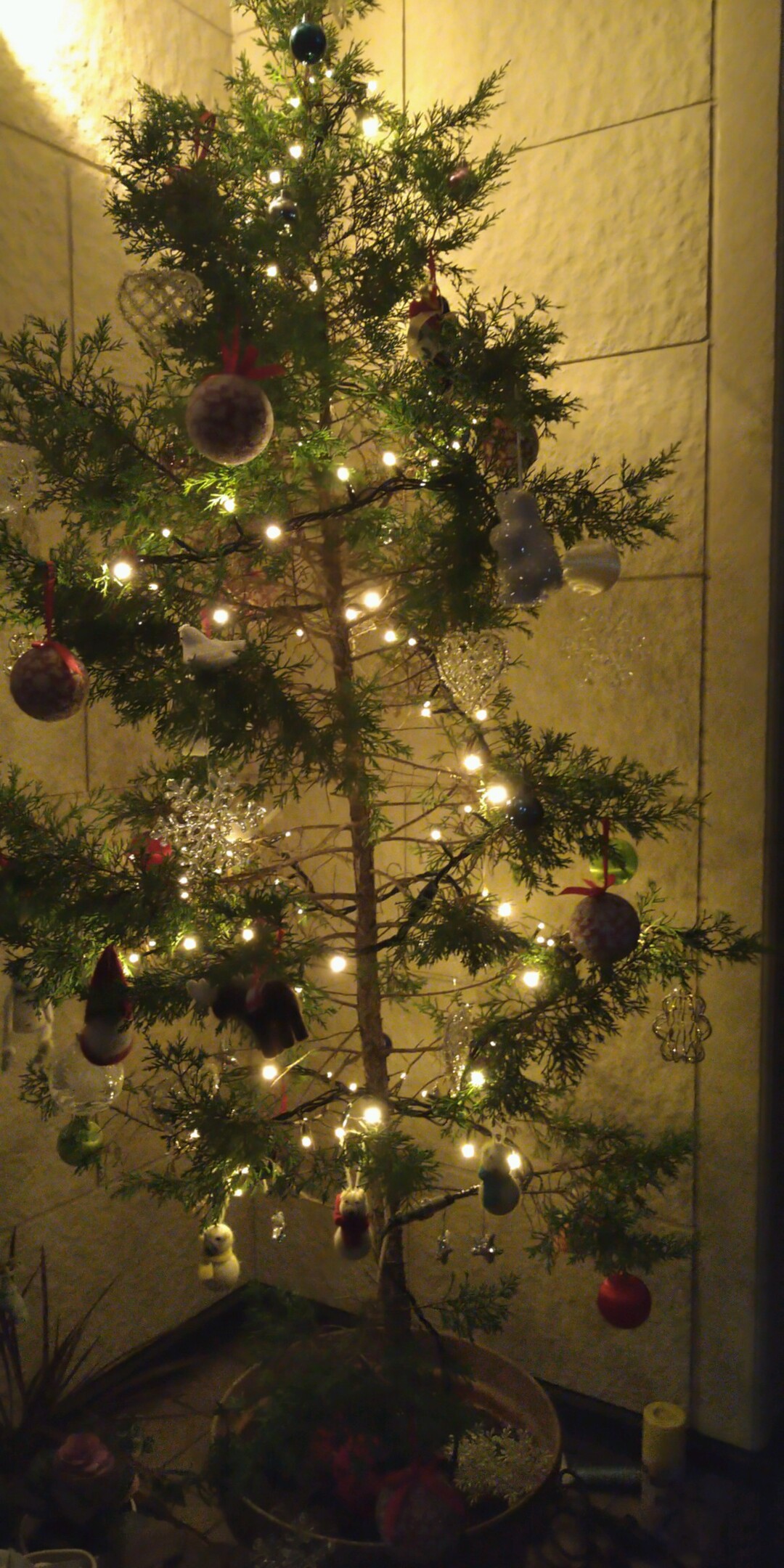 今夜はクリスマス 🎄 ですね。 大曽... / kco（ケーコ）さんのモーメント | YAMAP / ヤマップ