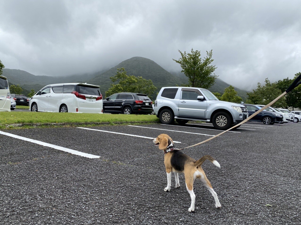 7月23日、長者原は雨模様☔️ りんちゃ... / rebiさんのモーメント | YAMAP / ヤマップ