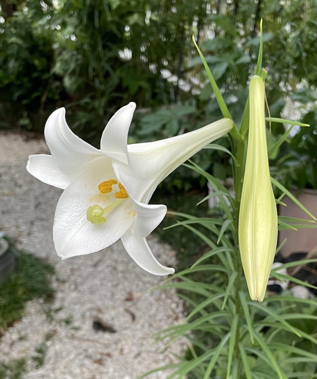 智光山公園 / ken-3さんの狭山市の活動データ | YAMAP / ヤマップ