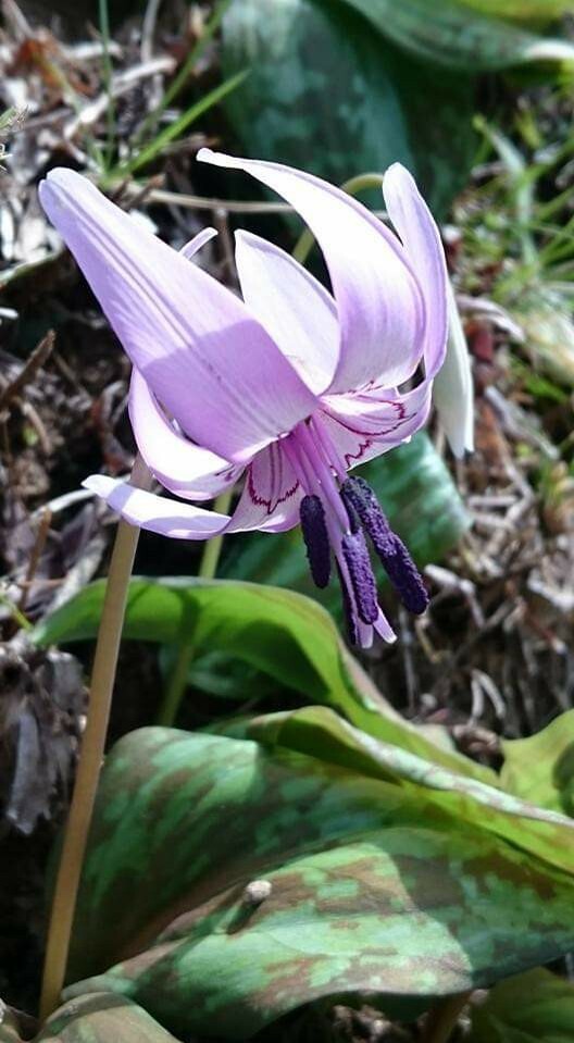 2021.03.18(木) 08:38 / konashiさんのモーメント | YAMAP / ヤマップ