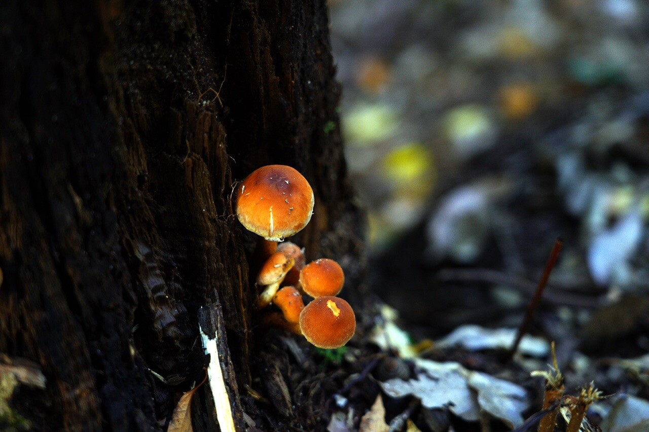 本日の恵み ①枚目 クリタケ ②ヌメリイ... / podoryさんのモーメント | YAMAP / ヤマップ