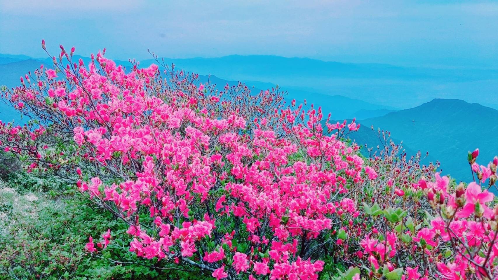 まだまだ寒風山～笹ヶ峰のお花の紹介 そ... / kazさんのモーメント | YAMAP / ヤマップ