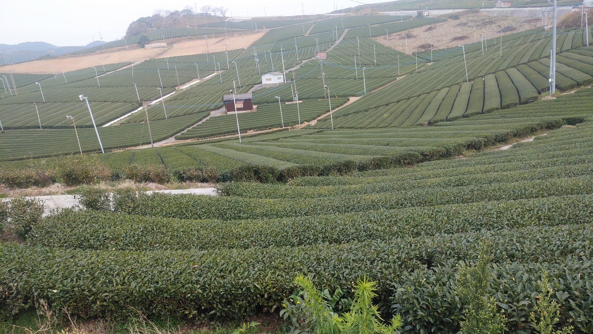 九州オルレ・八女コース 13.6km 4時間40分 2020-12-13 / とんぼさんのウォーキングの活動データ | YAMAP / ヤマップ