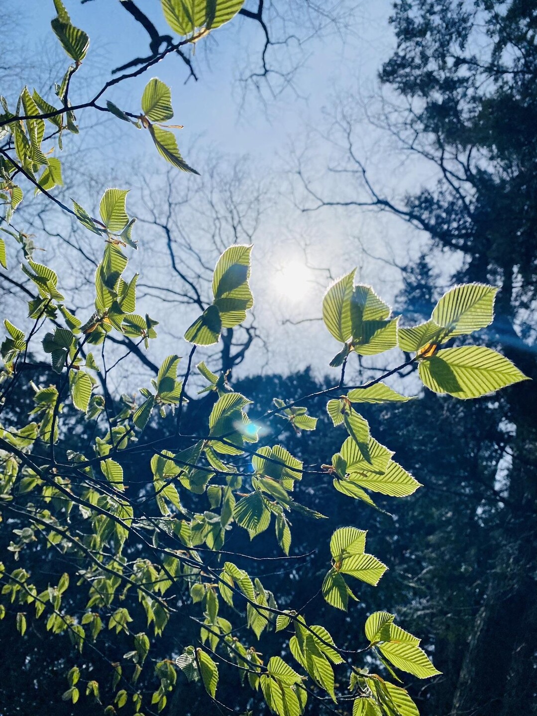 川化山・かまど倉 / yu-yakeさんの二股山・岩山の活動データ | YAMAP / ヤマップ