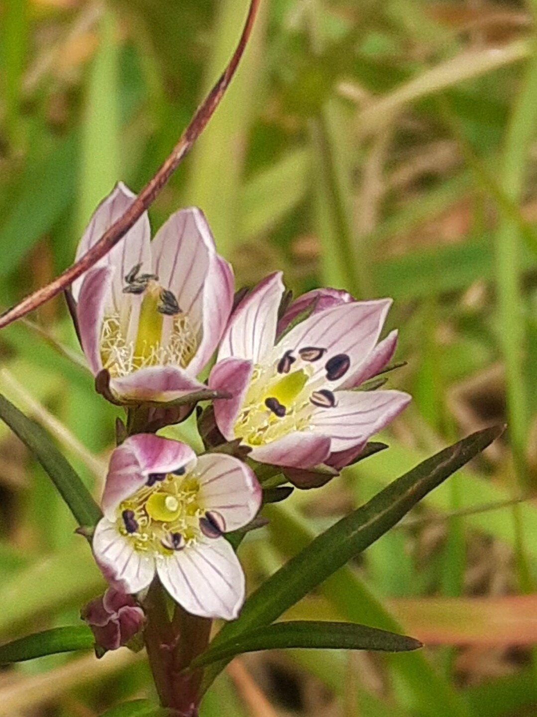 秋の妖精に逢ってきた！ / noriGさんのハイキングの活動データ | YAMAP / ヤマップ